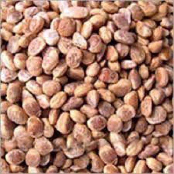 Chironji Fruit